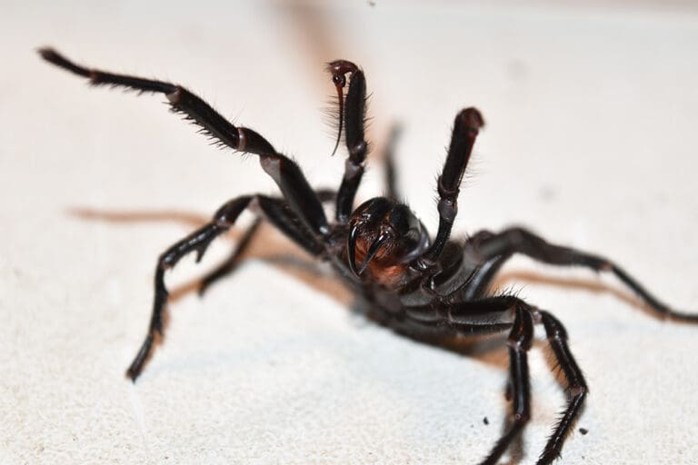 Funnel Web spiders - here's what to do if you or your child are bitten ...